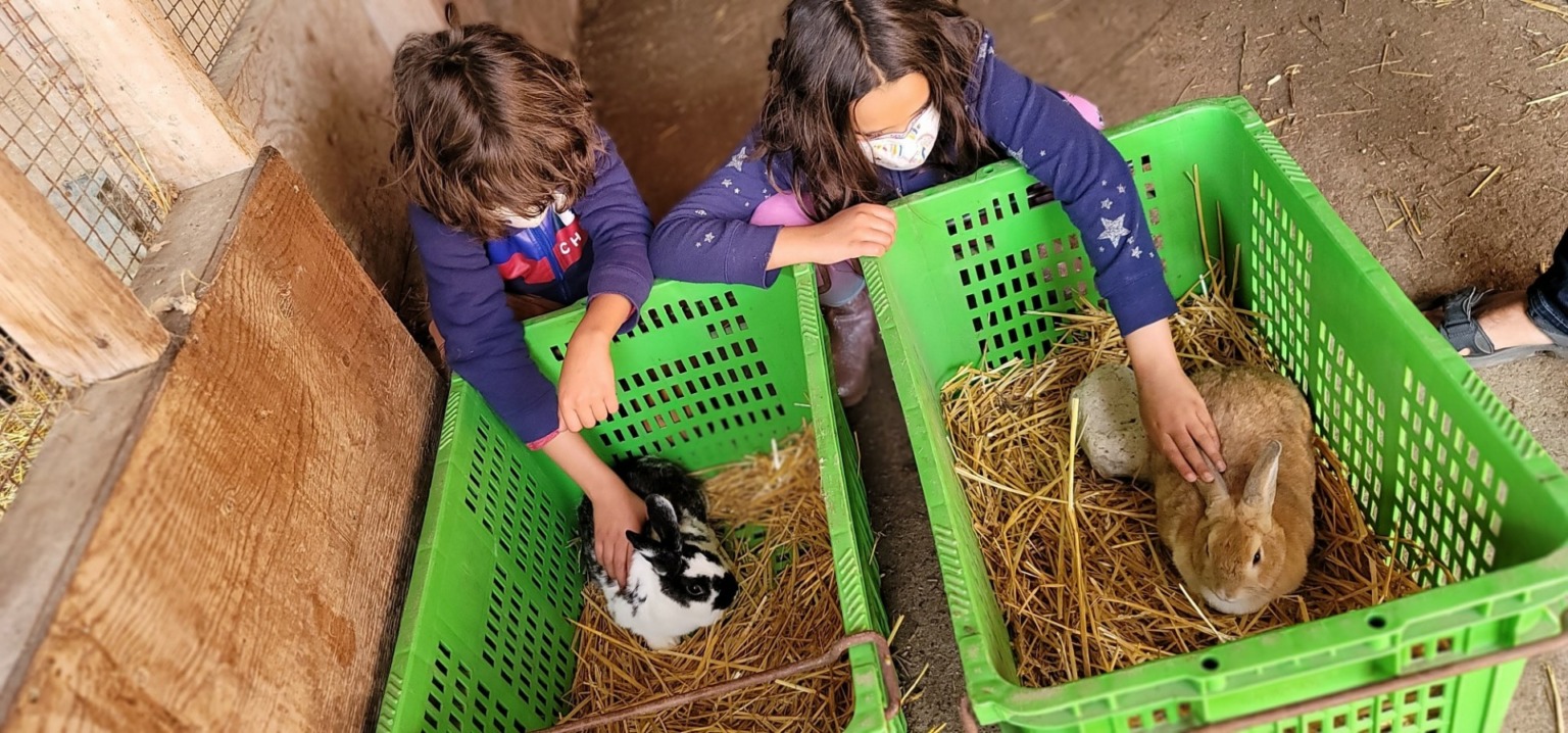 Farm Experiences in Perth County with Kids : Parenting To Go
