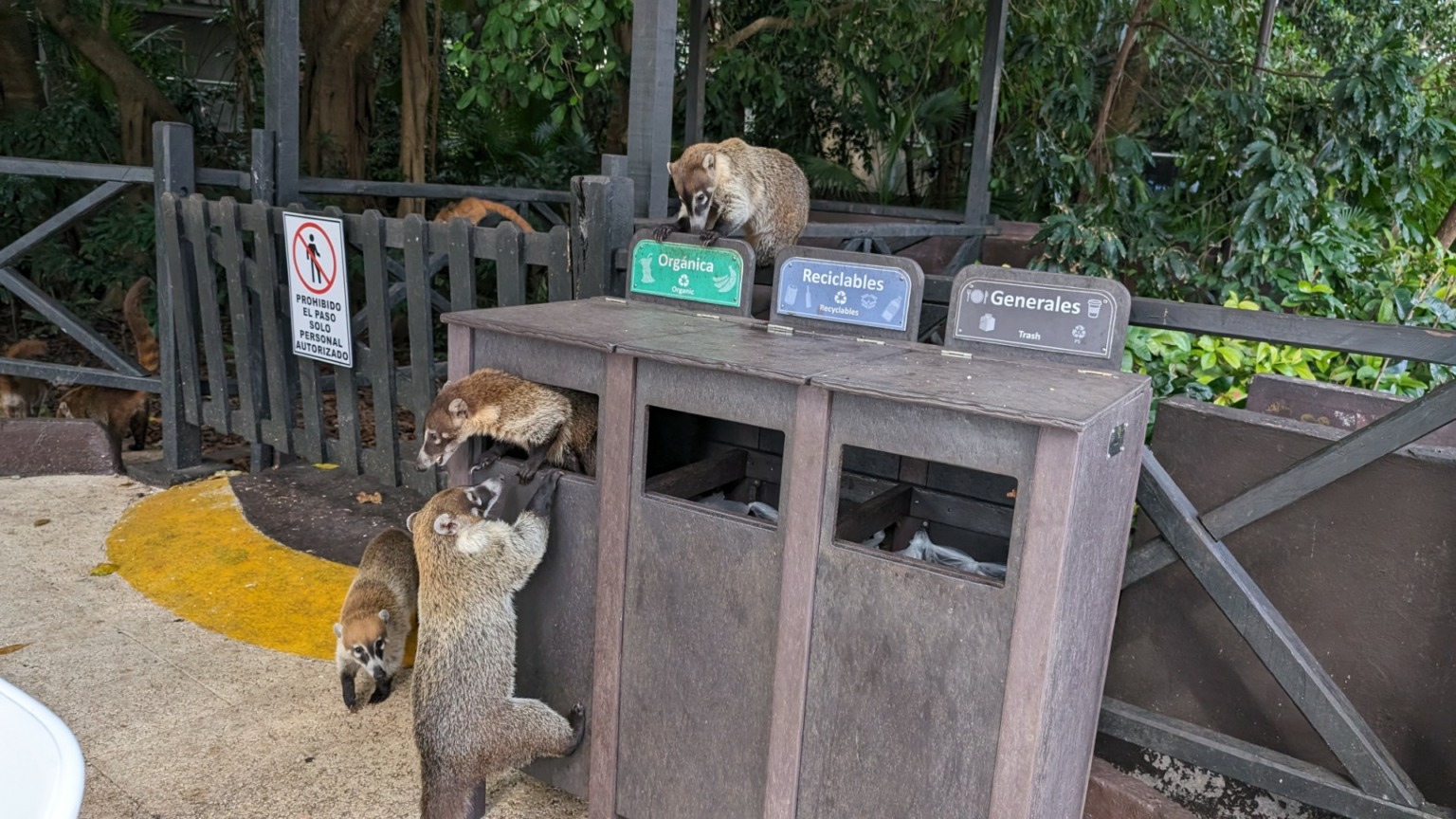 Sandos Caracol Eco Resort Mexico with Tweens : Parenting To Go